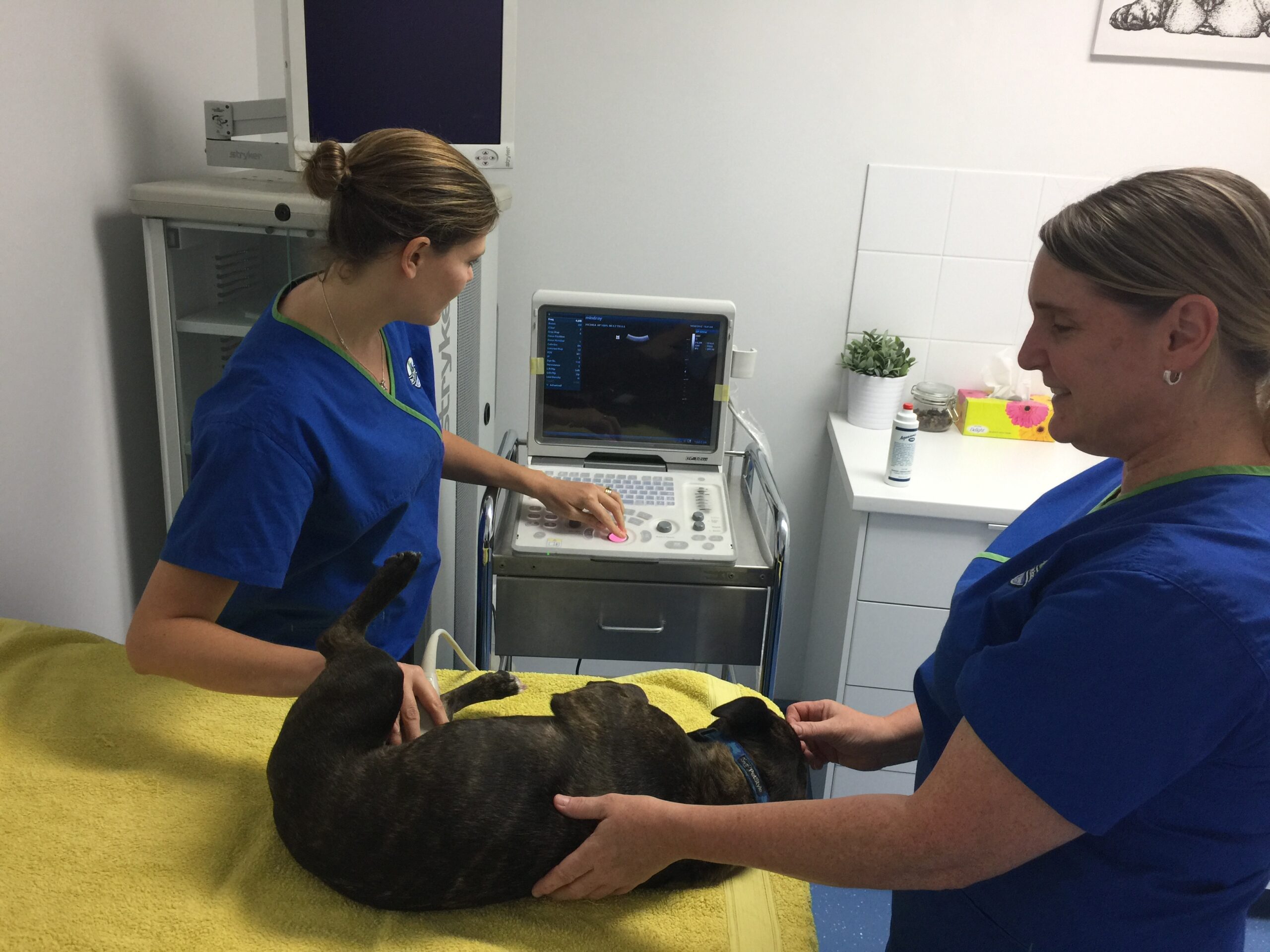 Our Team | Vets and Nurses | The Pet Practice Veterinary Clinic